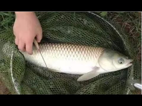 Let's go fishing on the lake! BIG FISH BIG FISH. Catch fish in the lake ...