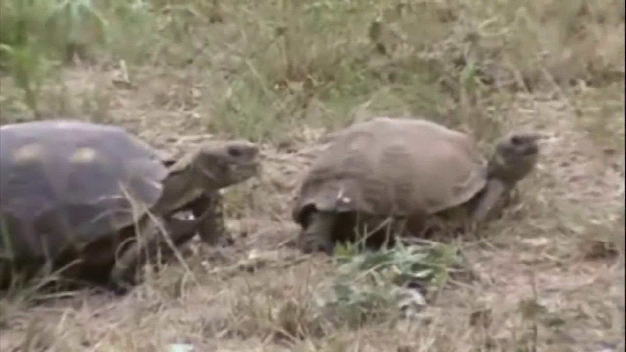 Breeding Tortoises, Texas gopher tortoise, turtle - YouTube