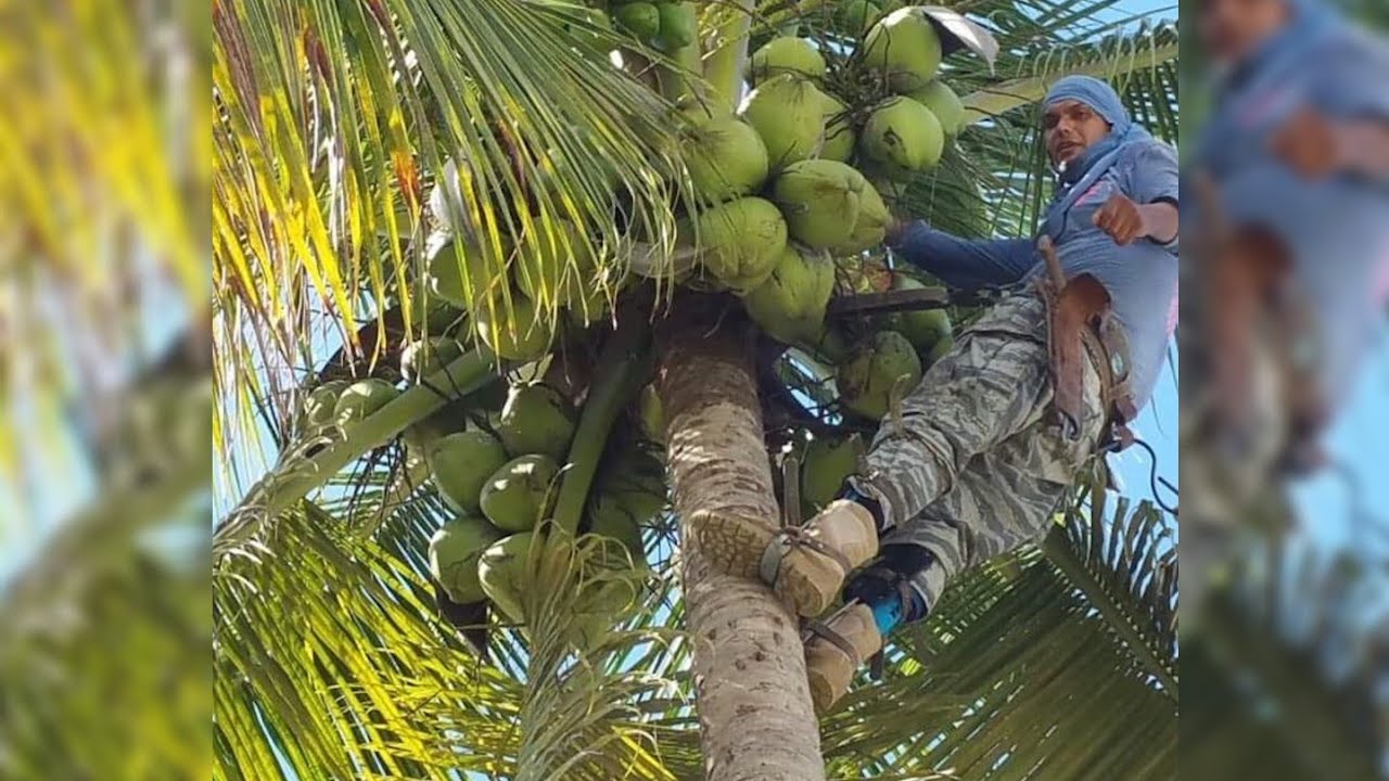 el Tumba Cocos 🥥🥥 de 🇵🇷 mas de 3 Millones de Cocos Tubaos 😱 Trepando ...