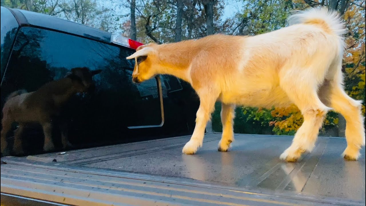 Nigerian Dwarf Goat Sees Reflection in Window and His Reaction is ...