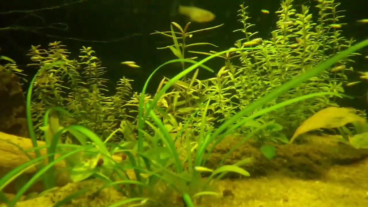 Danio cebra leopardo verde limón koi transgénica de velo - YouTube