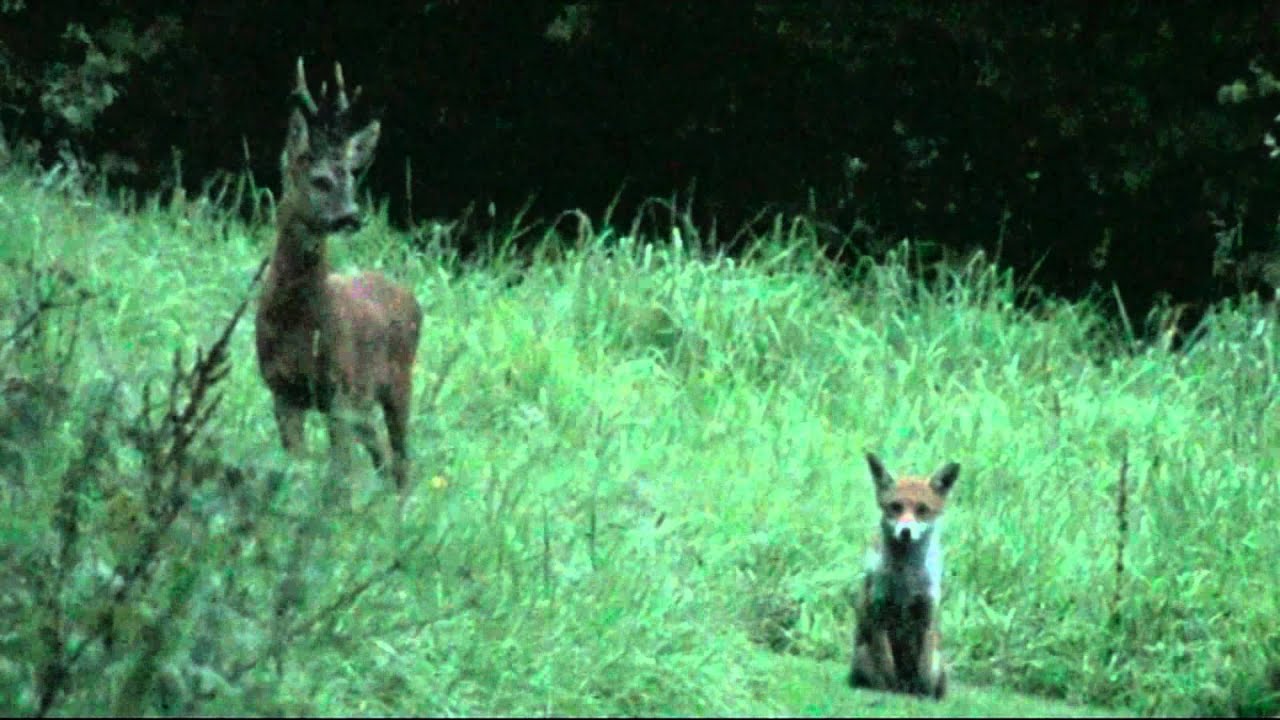 Roe Deer and Fox on Watch - YouTube