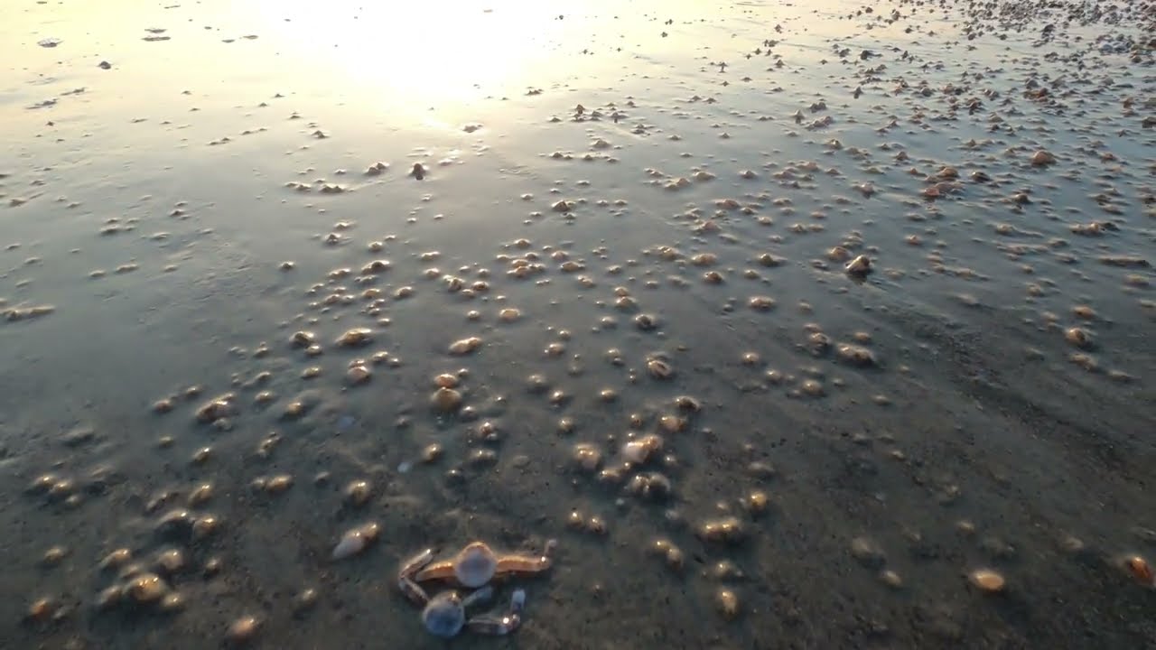 Millions of Shells Popping Out of the Sand - YouTube