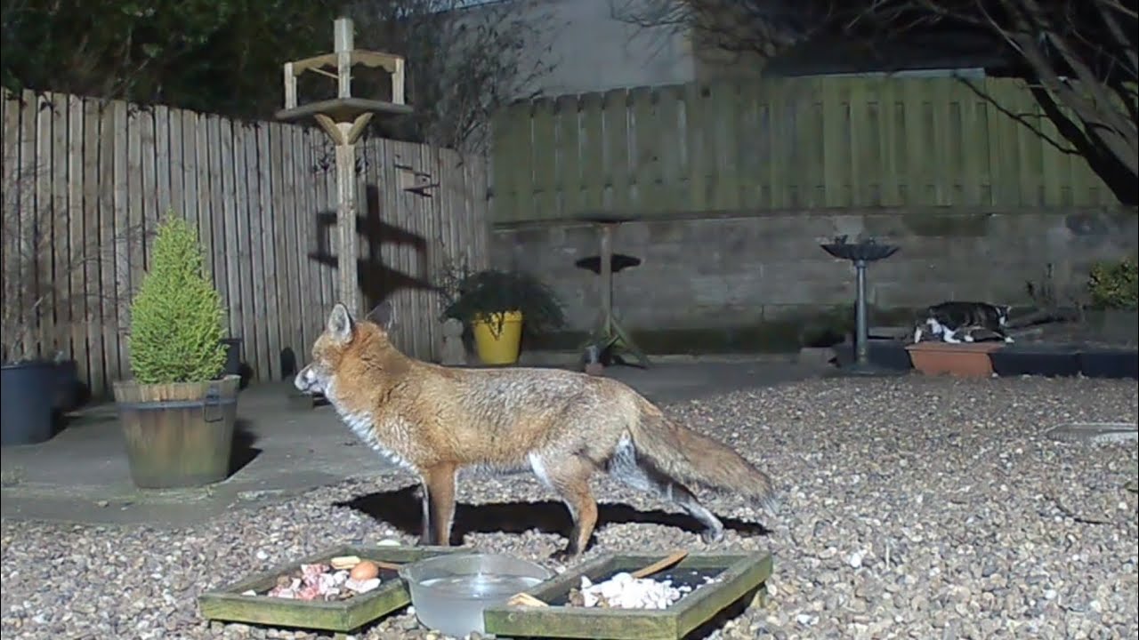 Pippin the cat and one of the foxes in the garden - YouTube