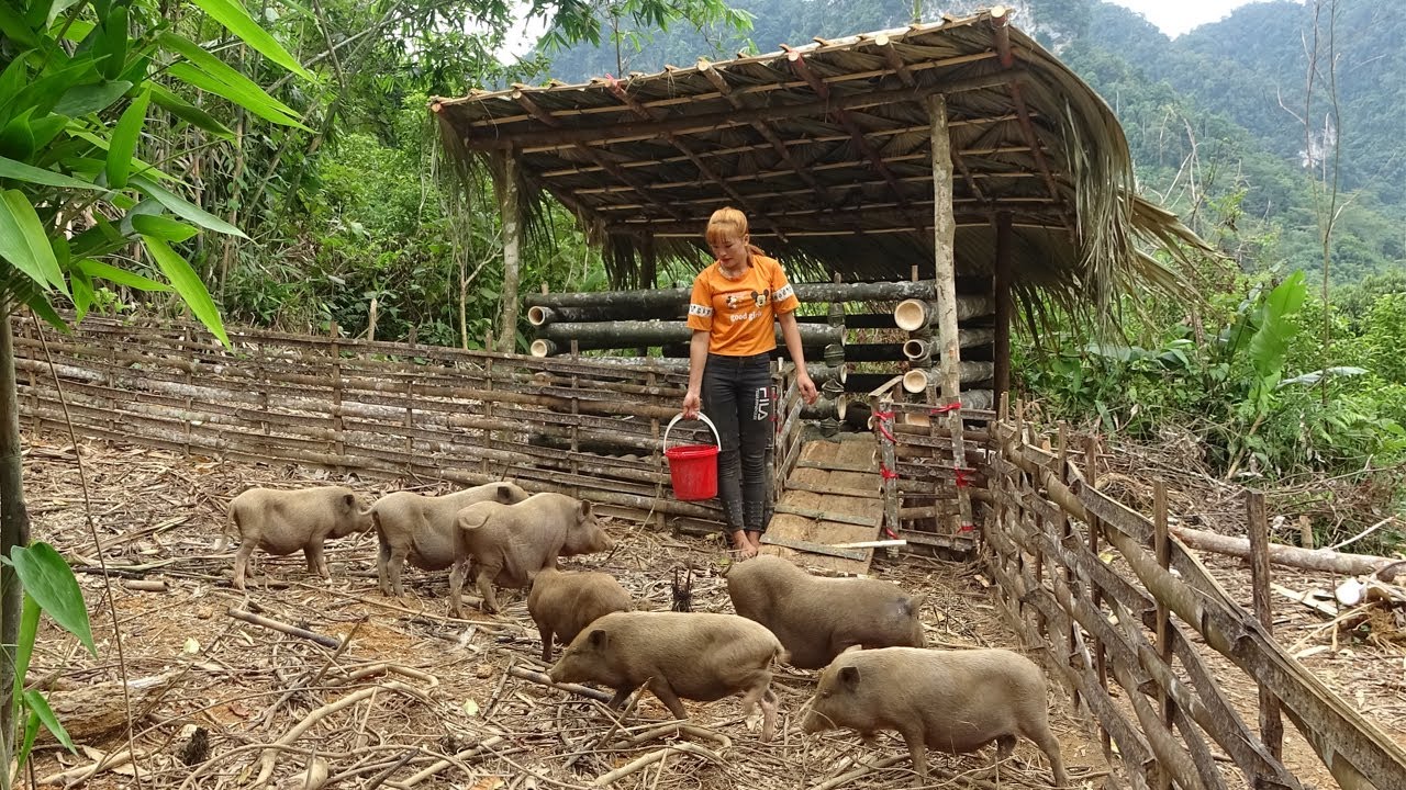 Build New Bamboo Pig House | build a farm to raise wild boars /Ly Kim ...