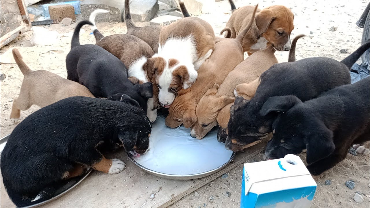 Adorable Puppies Rescued from the Desert Watch Their Heartwarming ...