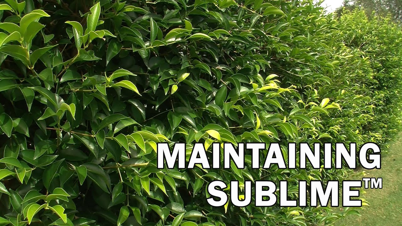 Maintaining Sublime™ Acmena Lilly Pilly - YouTube