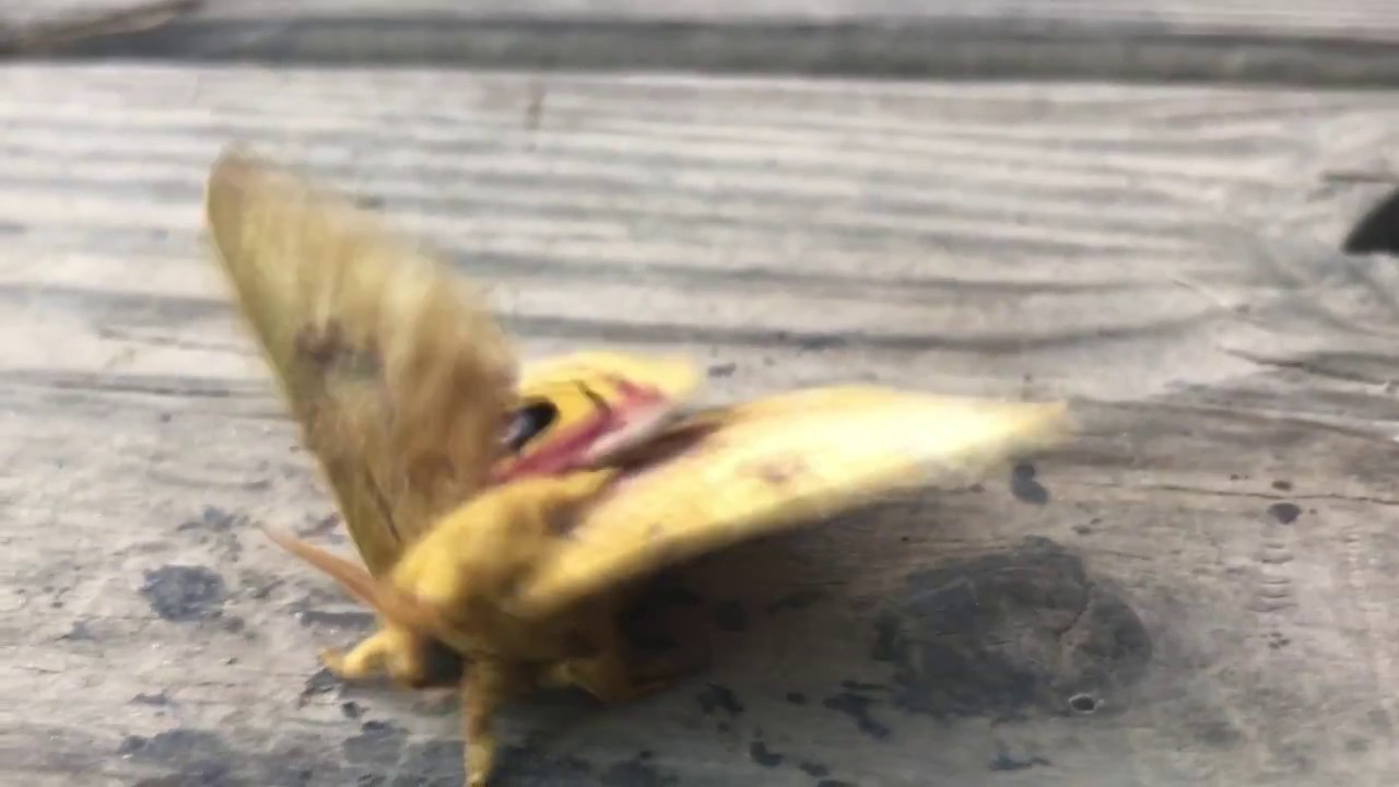 Dancing moth - YouTube