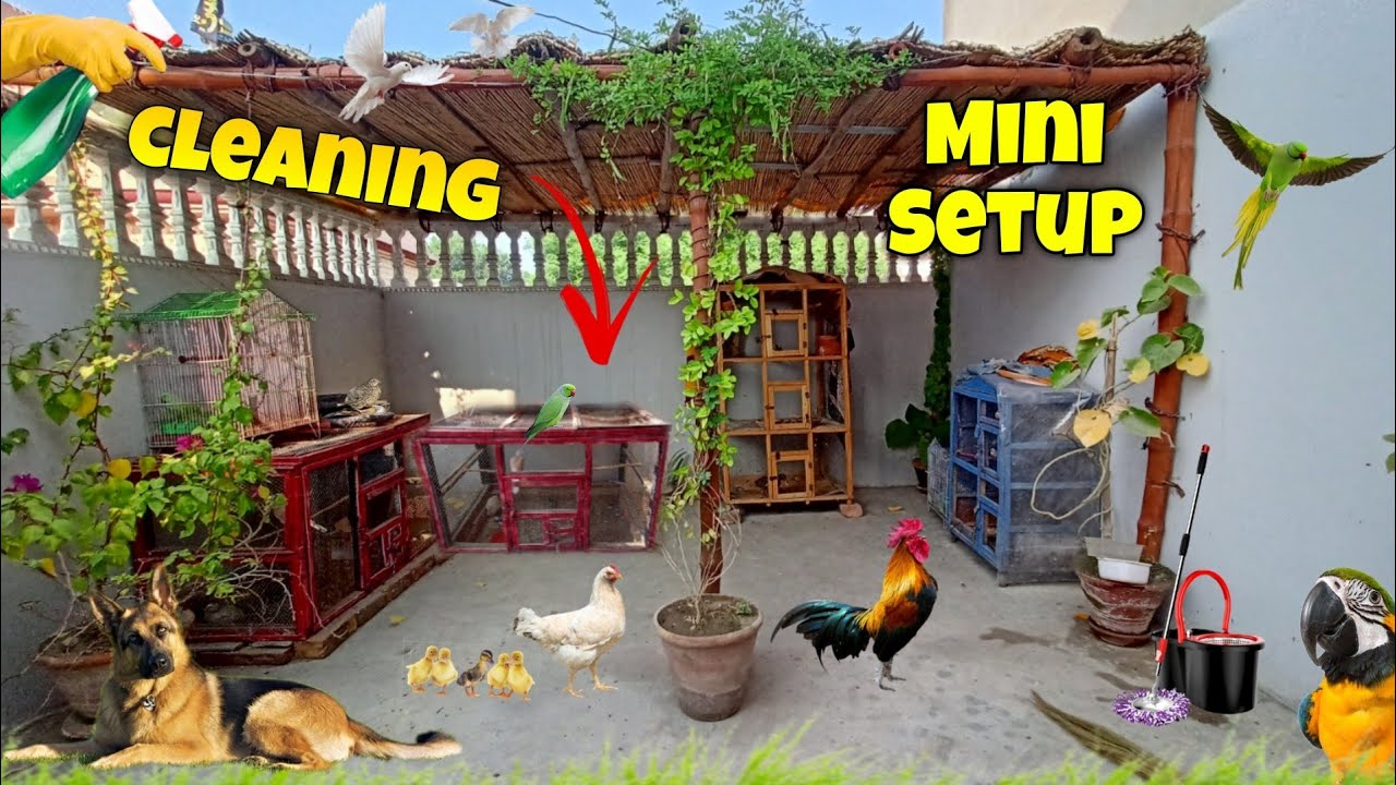 Poore Mini setup ke cages ki safai ki |How to make birds setup cleaning ...