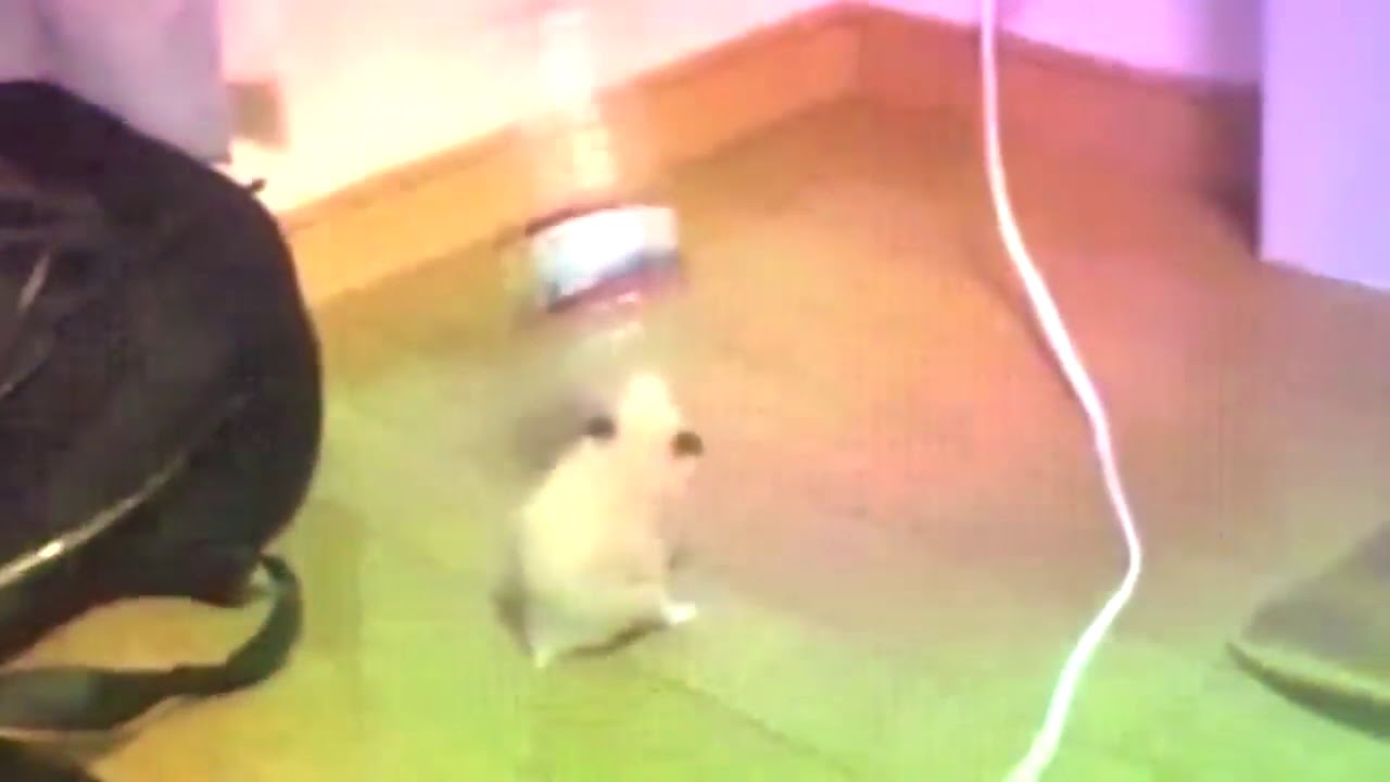 Hamster Jam - YouTube