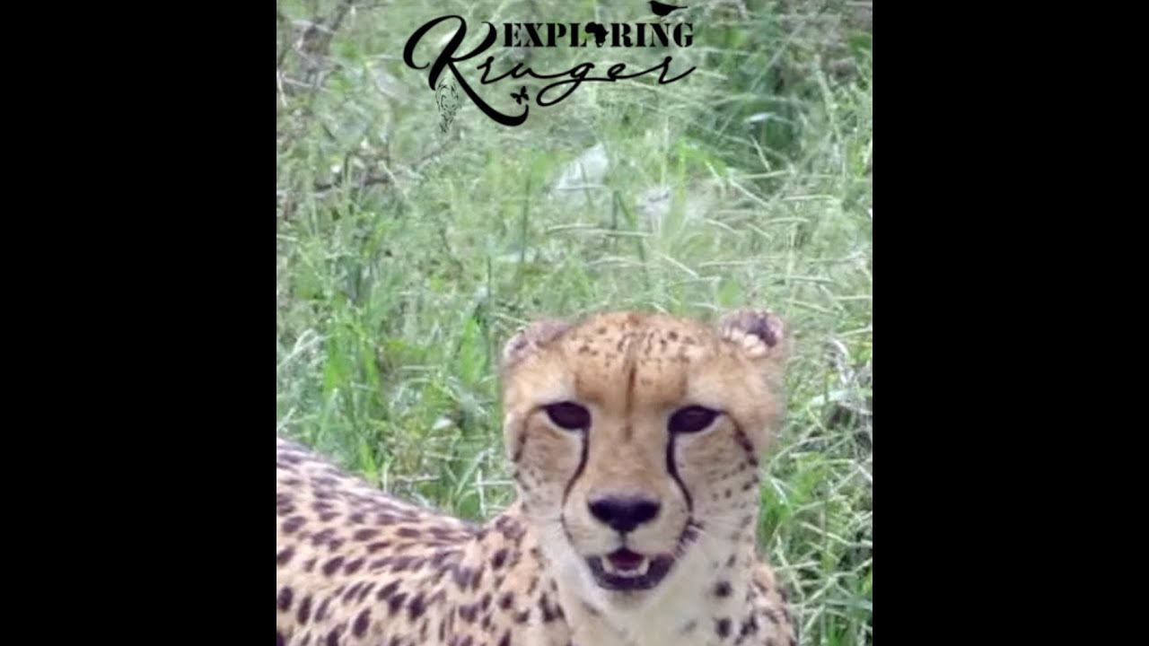 CHEETAH STALK CHASE CATCH - YouTube