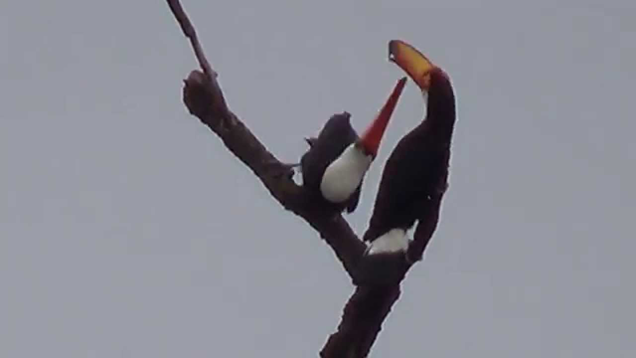 Toco Toucan: Fierce Fight for Territory in the Wild - (Ramphastos toco ...