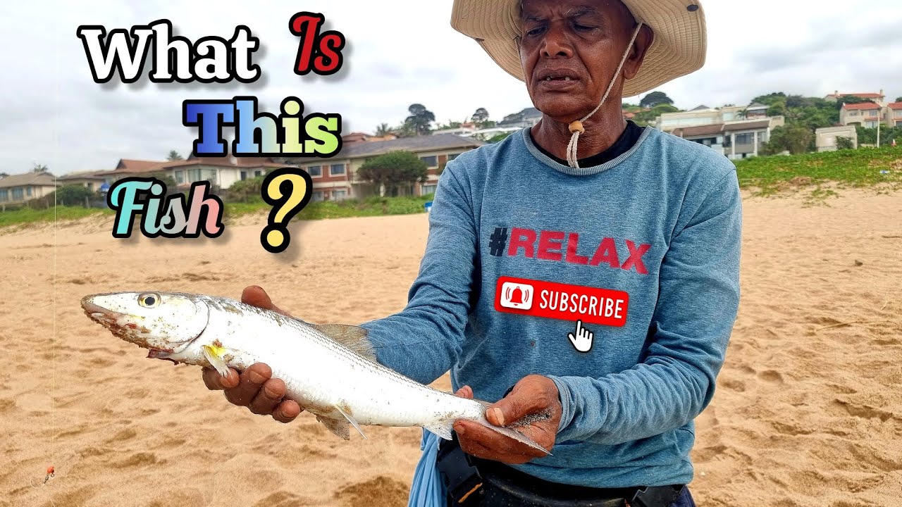Wave garrick, shad and a awsum week #beach #fishing - YouTube