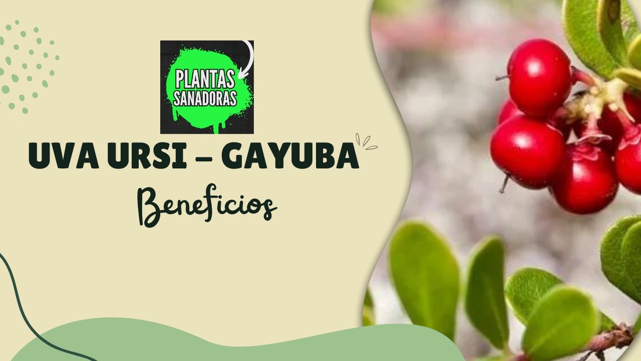 BENEFICIOS DE LA UVA URSI O GAYUBA ( UVA DE OSO ) - PLANTAS SANADORAS ...