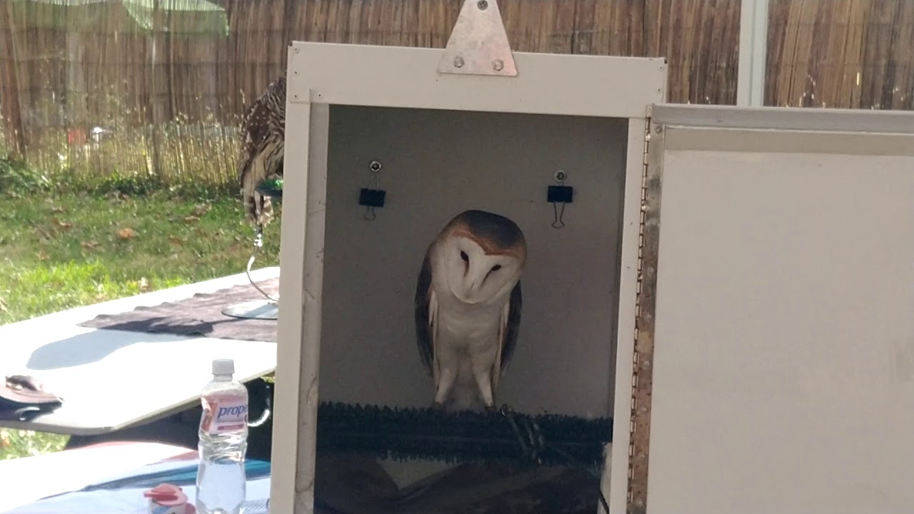 The screams of a barn owl - YouTube