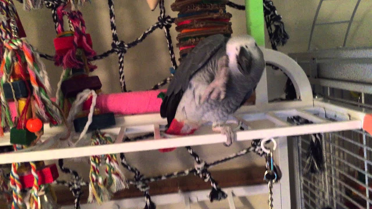 Bird room tour - September 2015 - YouTube