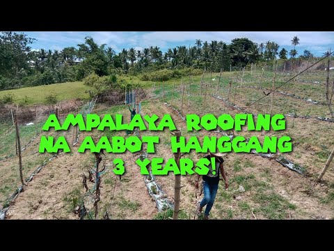 PAANO GUMAWA NG MAS MATIBAY NA ATIP? AMPALAYA BUILDING ROOFING ...