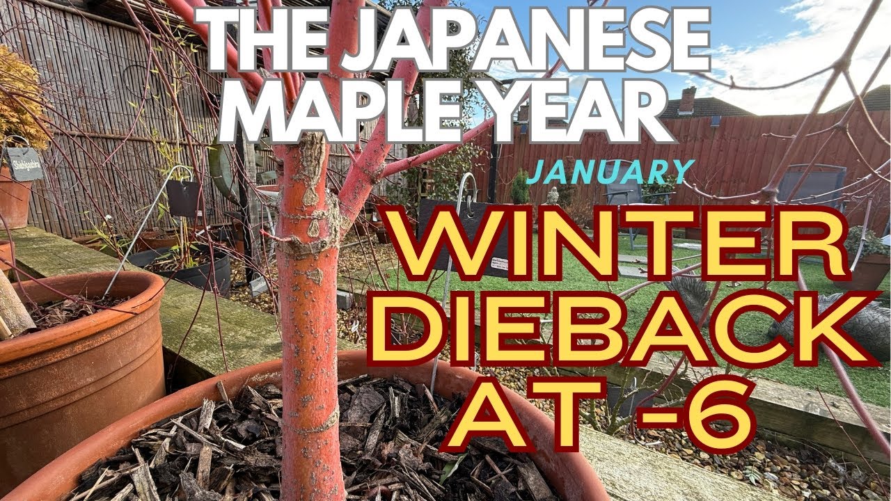 Japanese Maples: Winter Dieback at -6 degrees! - YouTube