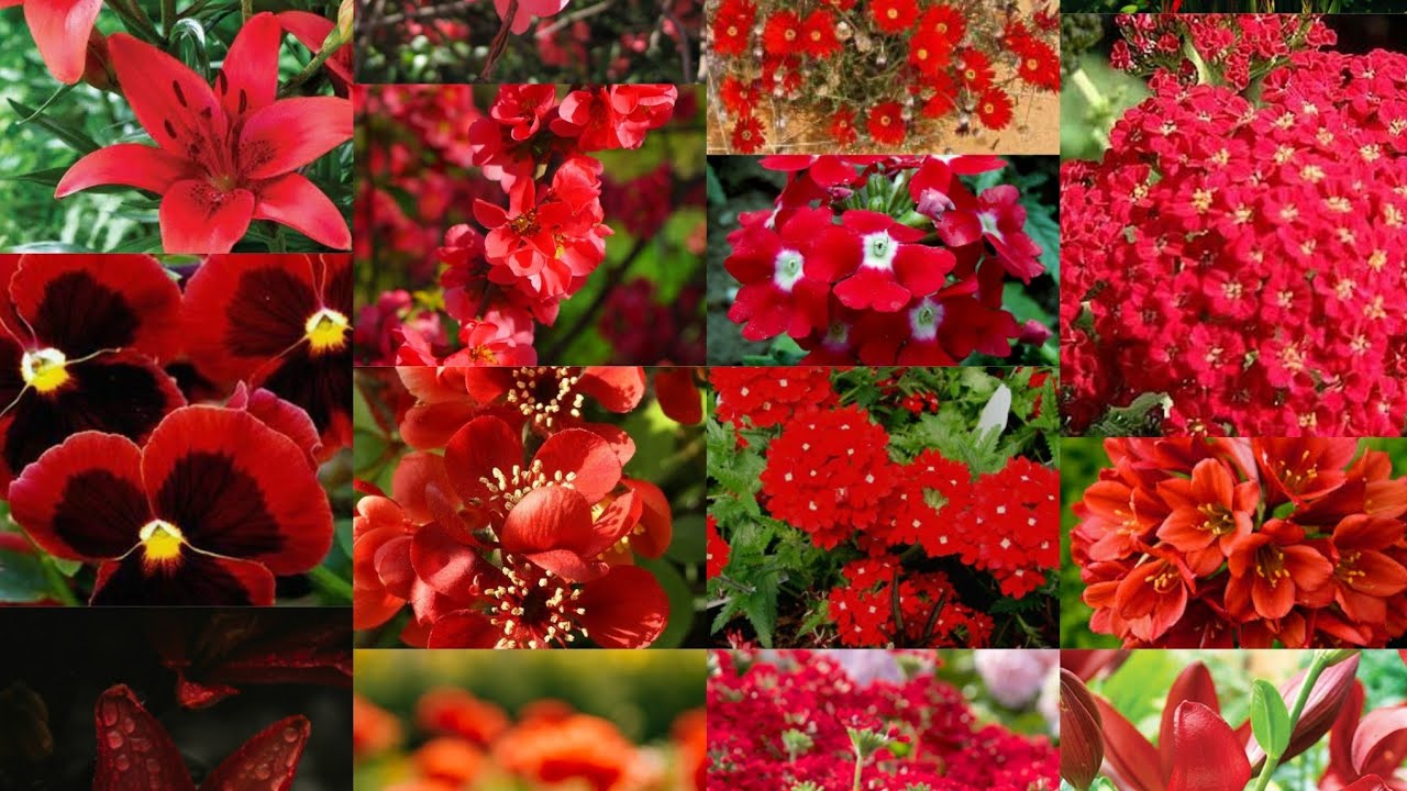 A to Z Red coloured flowers of spring season with their symbols - YouTube