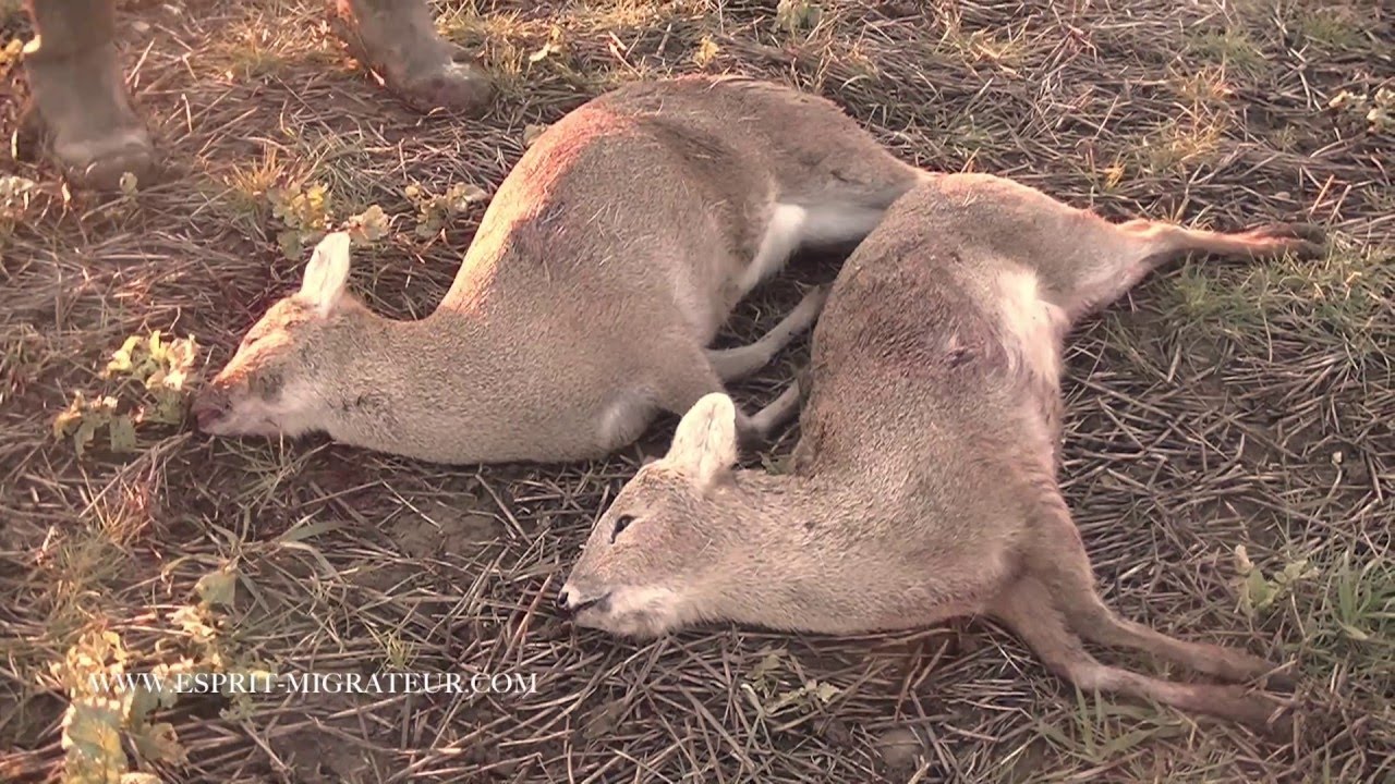 Chinese water deer hunting - YouTube