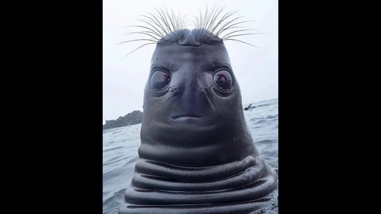 Donde CONSEGUIR la ARMADURA de PYKE en ELDEN RING #eldenring #tutorial ...