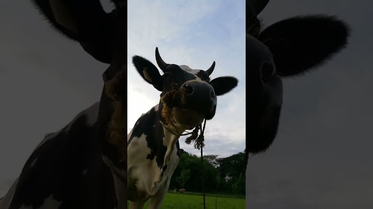 Cow Videos for Funny | Funny Cow Videos | Cutes Cows Video | Rapid Kids ...