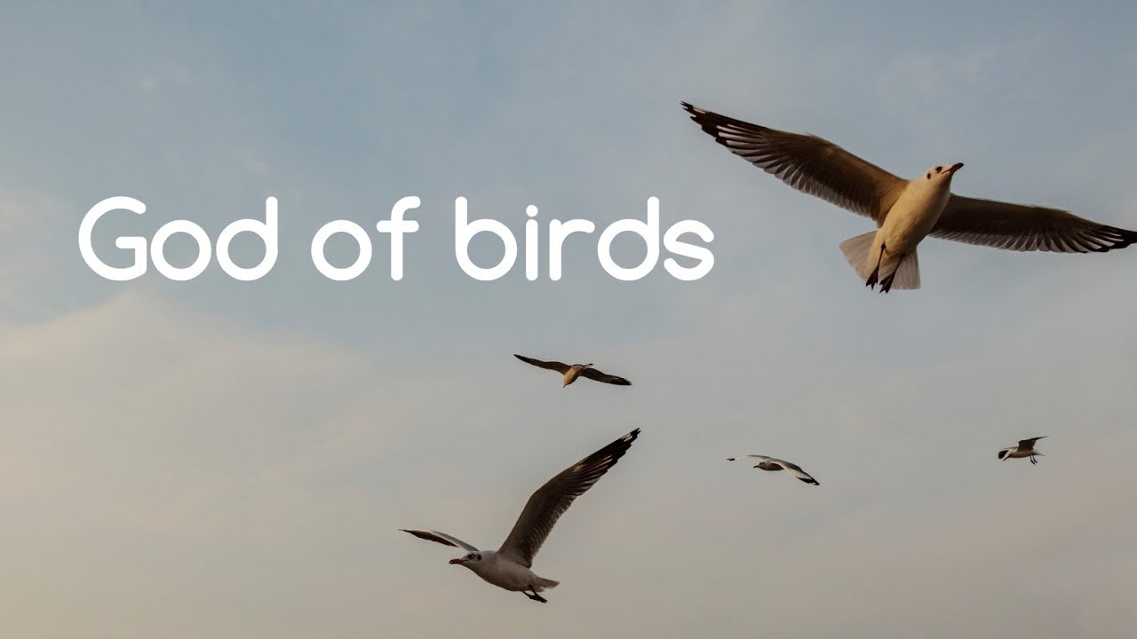 who created birds #youtube #god #allah - YouTube