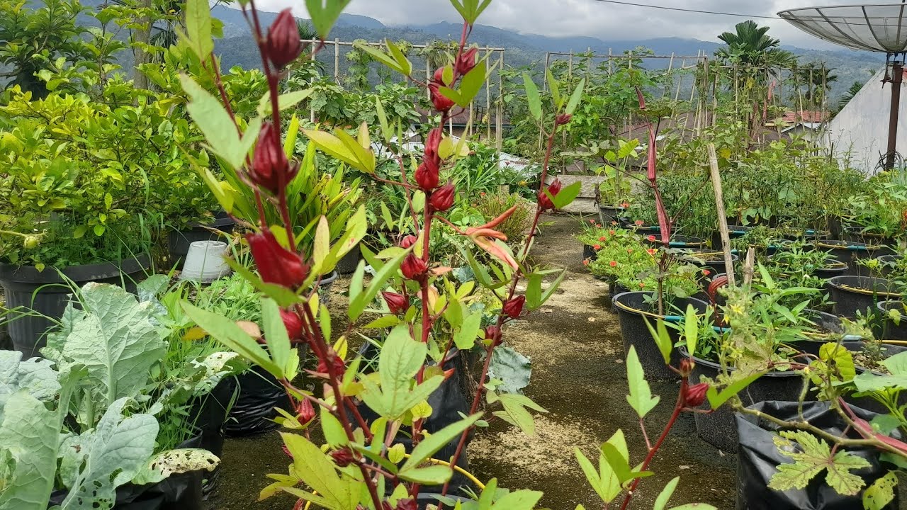 Petik selada merah, selada hijau, dan pakcoy ungu || Kebun atap rumah ...