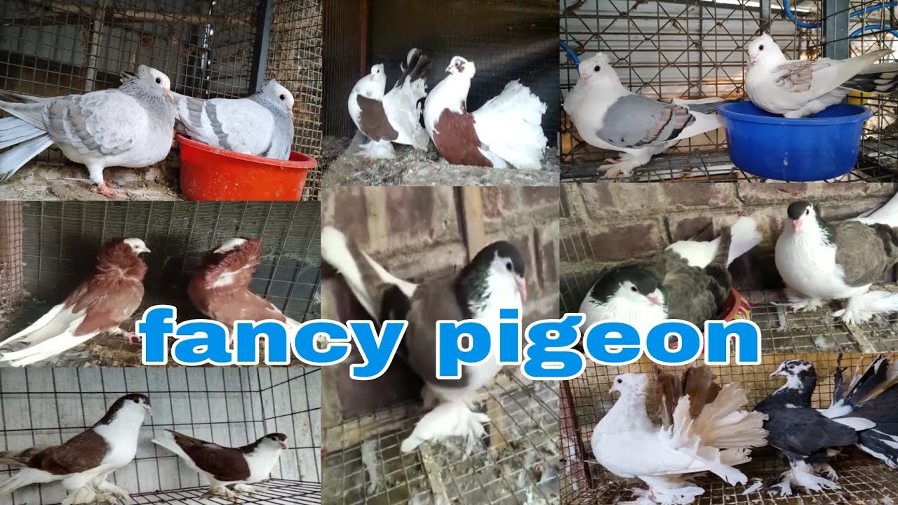 Top 8 Most Beautiful Fancy Pigeons Collection | fancy kobutor Loft ...