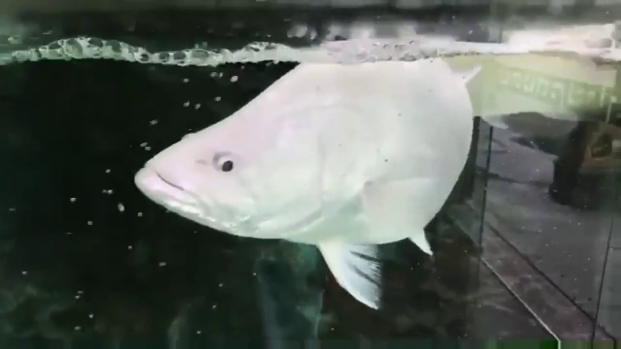 COMPLICATION RARE PLATINUM FISH PART I - YouTube