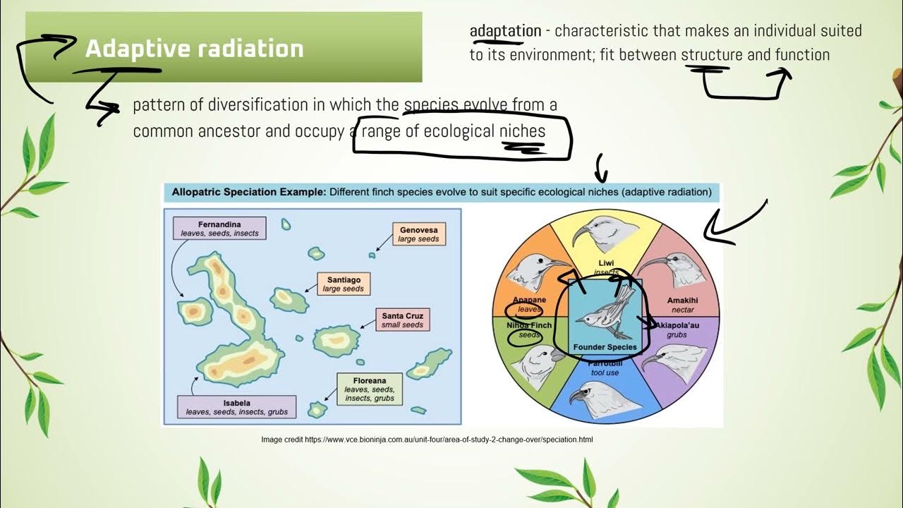 IB Biology A4.1 Evolution and speciation - AHL - YouTube