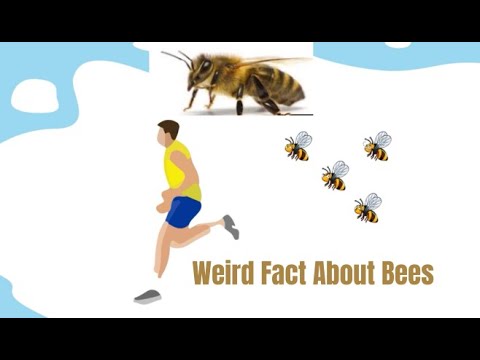 Weird Facts About Bees - YouTube