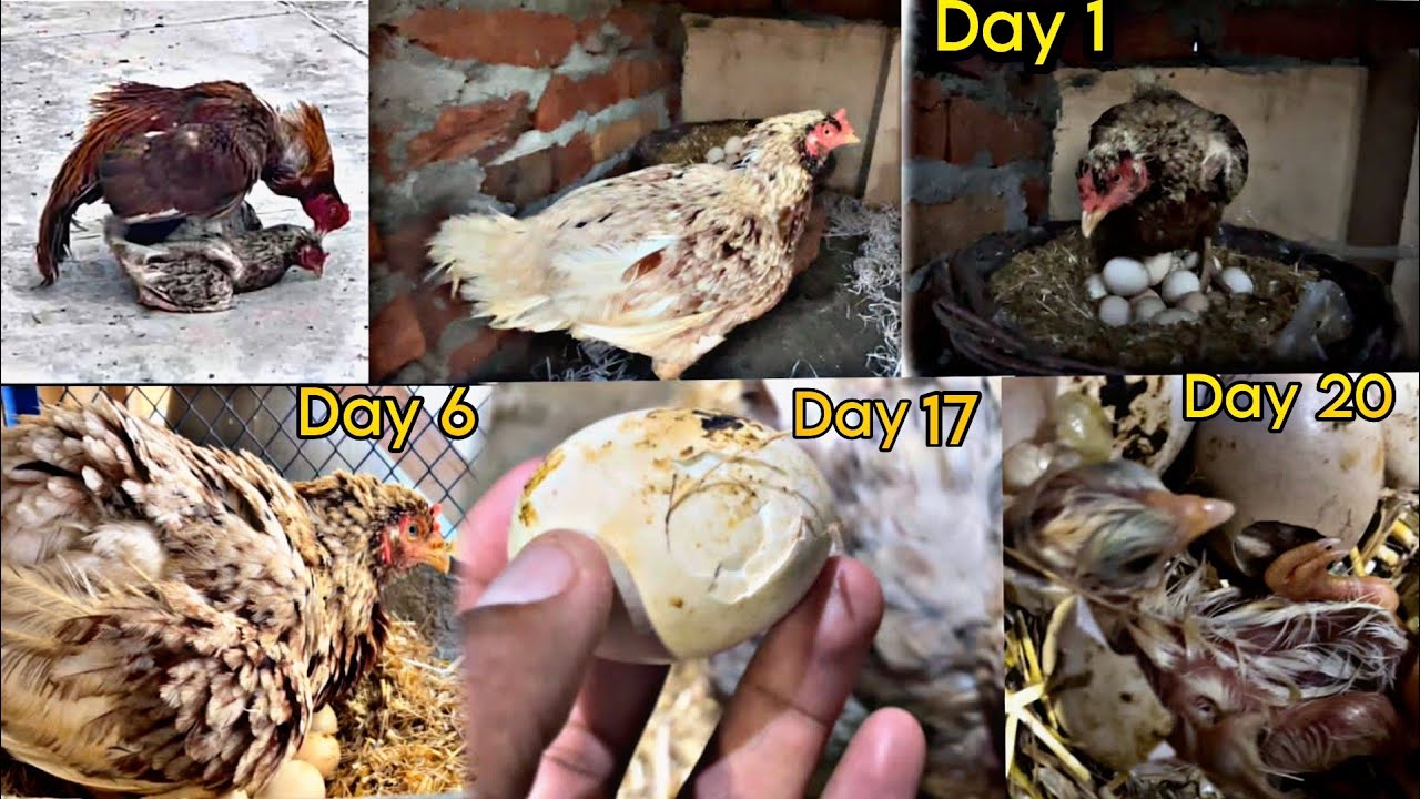 Baby Chick Hatching 😍 | Egg Hatching - YouTube