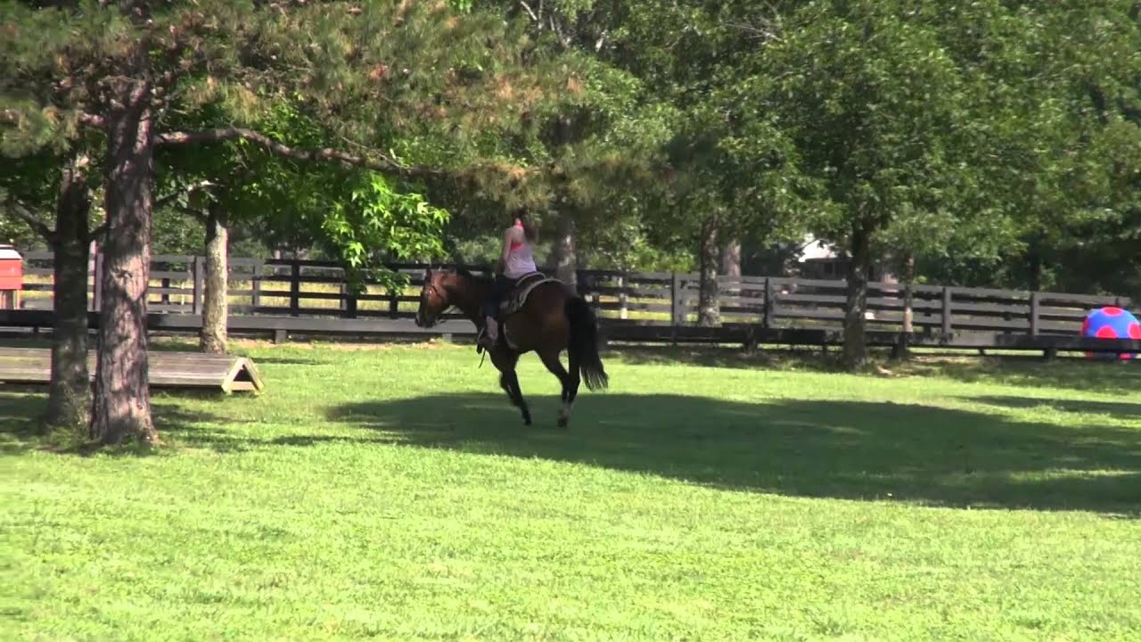 Romeo's Video by www.HorseOfMyDreams.com - YouTube