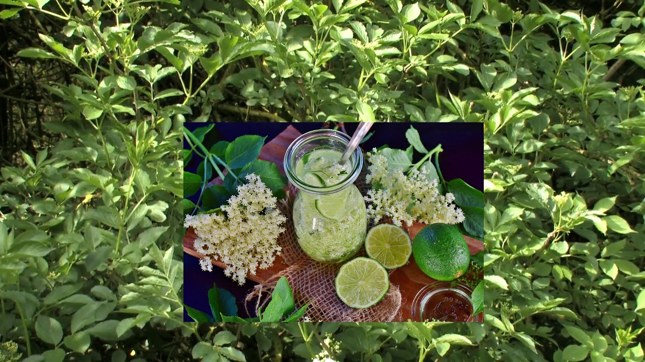 sabugueiro - Sambucus nigra - Árvore medicinal. - YouTube