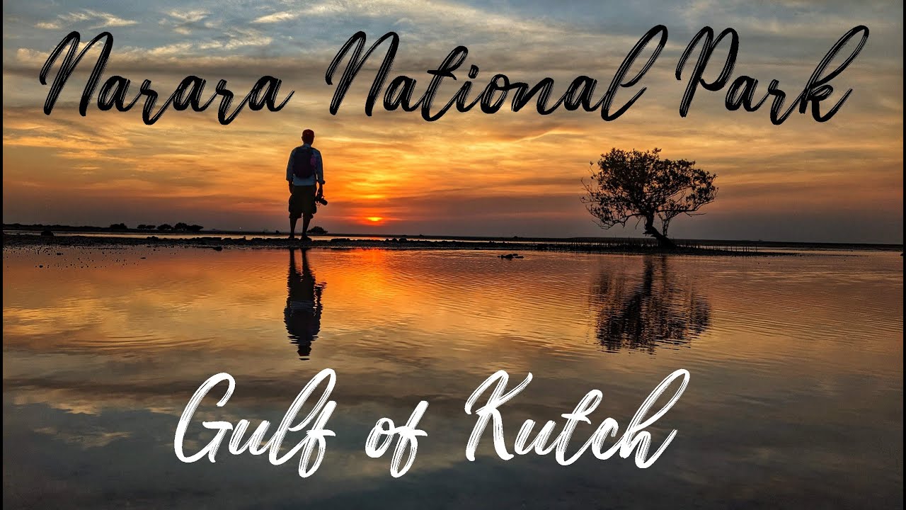 Narara Marine National Park | Narara Reef | Gulf of Kutch | Jamnagar ...
