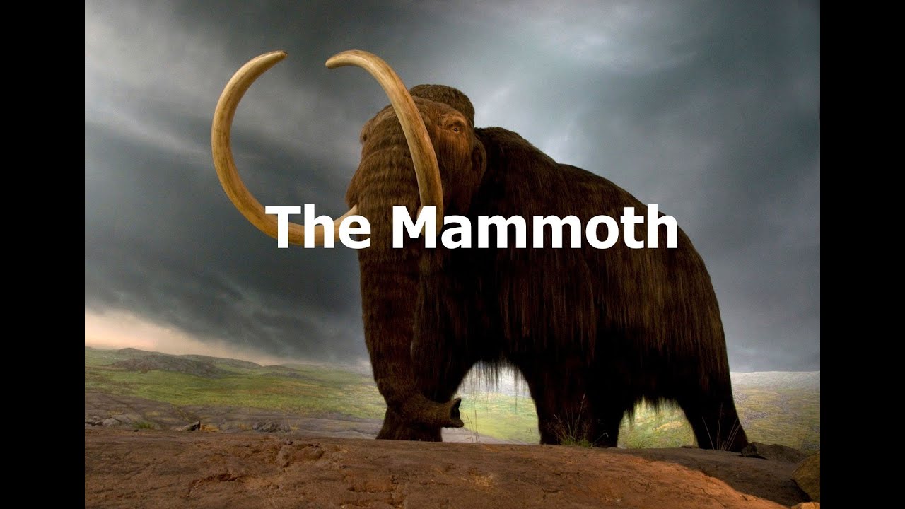 The Mammoth - Basic Prehistory - YouTube