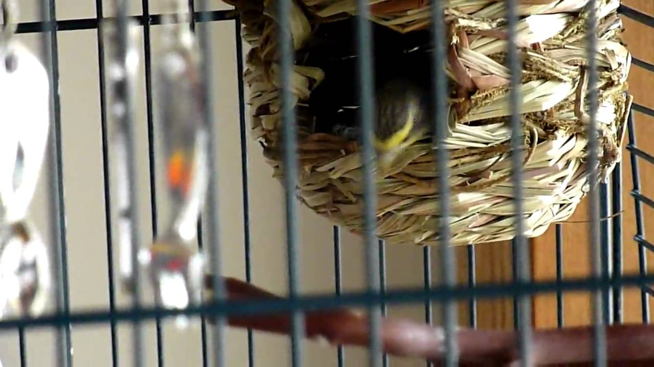 Our Green Singing Finches [Ep.3] - YouTube