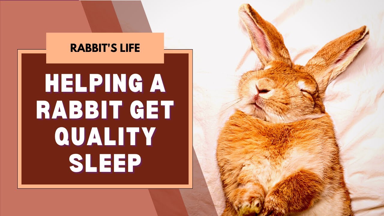 The Expert's Guide to RABBIT SLEEP - YouTube