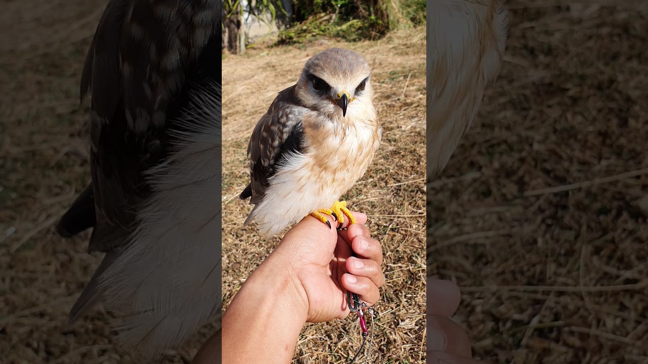 White tailed kite sound - YouTube