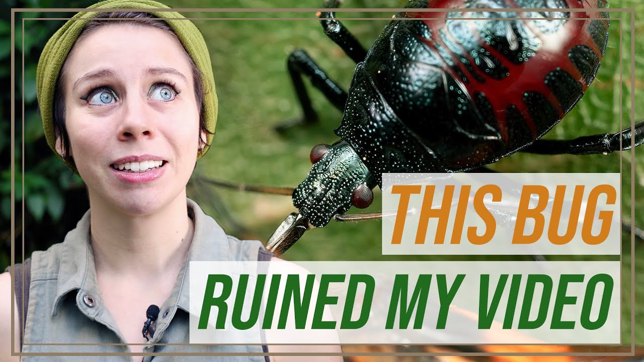 This predatory stink bug RUINED my video and I love it | She's Got Legs ...