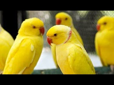 funny Parrot video talking |Yellow cute Ringneck Talking Bird | yellow ...
