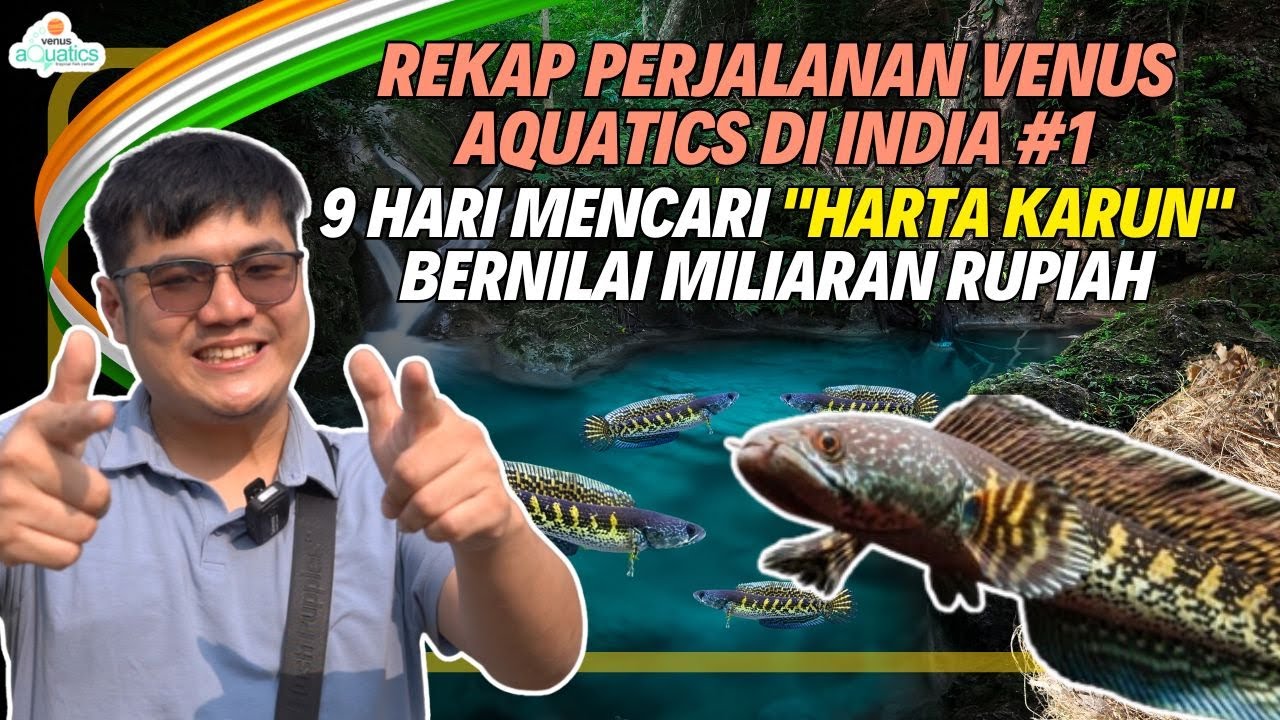 Venus fish adventure di India🇮🇳 banyak hal diluar nurul disini , pantau sebelum kena take down ...