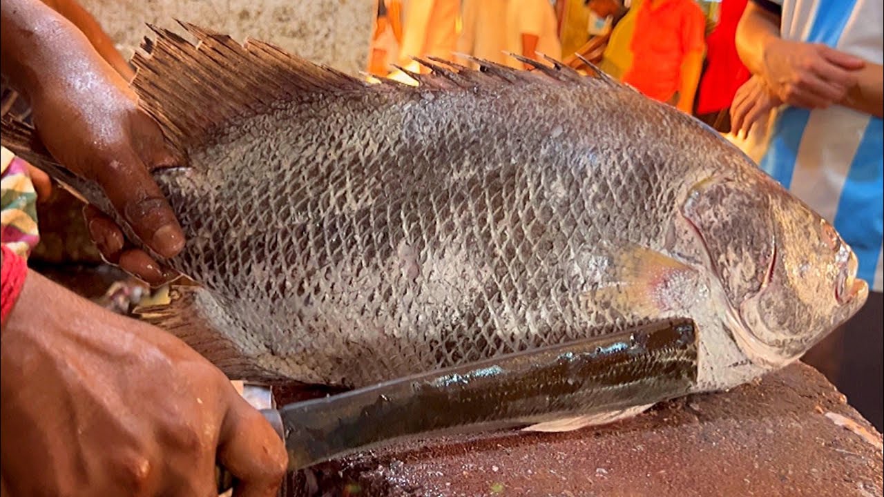Amazing Big Tripletail Fish Cutting In Fish Market | Fish Cutting ...