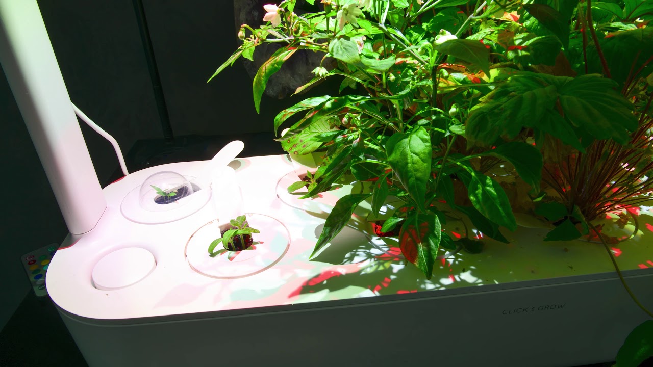 click and grow 8k one week plant growing - YouTube