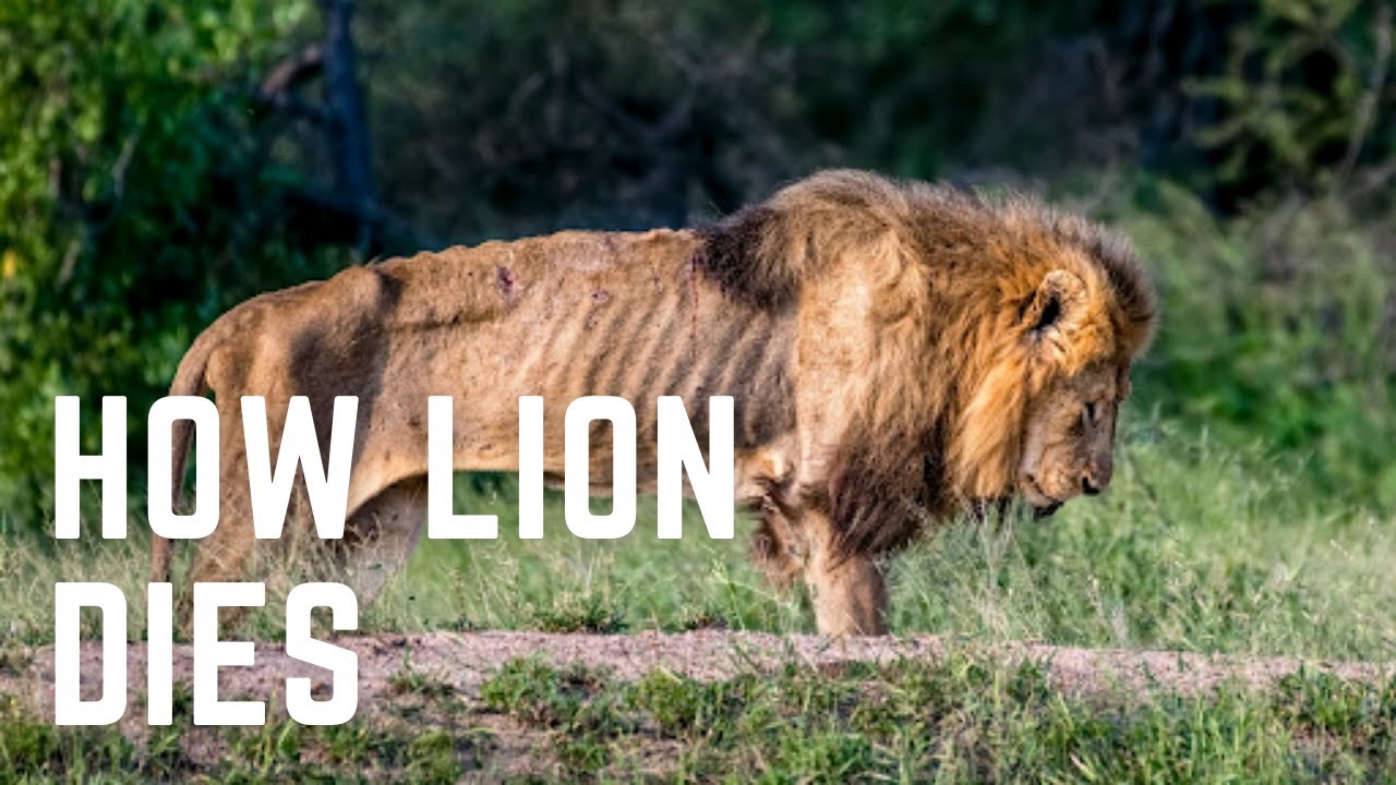 Showing How Lion Dies (Saddest Video) - YouTube