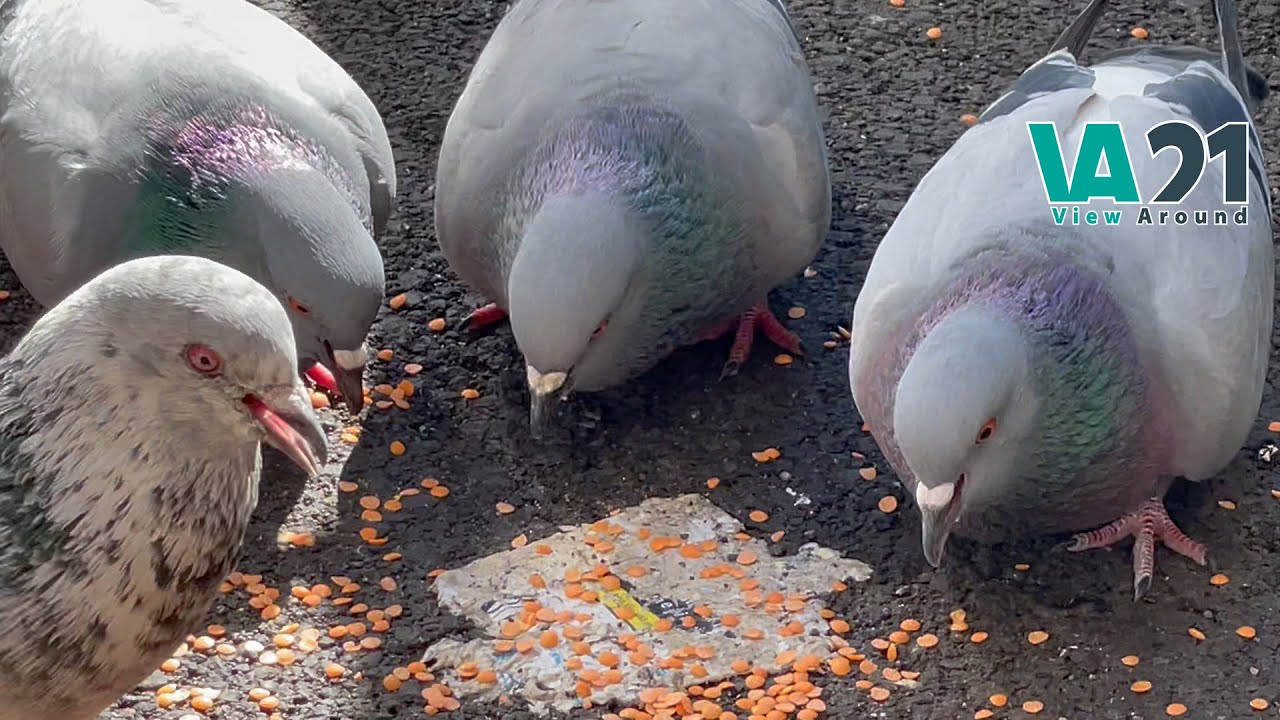 Life of Pigeon | Pigeon's Life | Pavuralu | Pigeon | Dove | Pigeons ...
