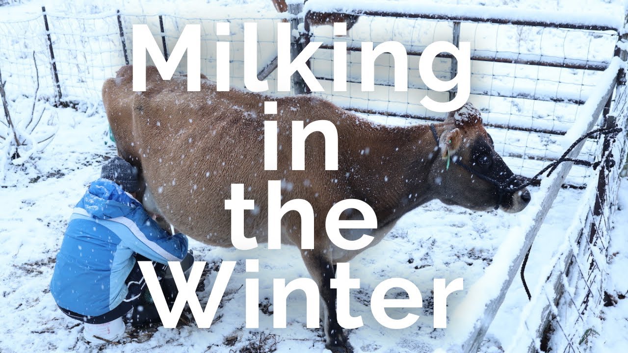 Come join us for our morning milking routine and see our set up in the ...
