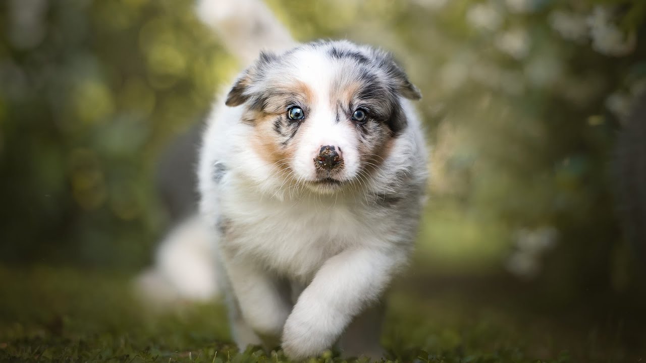 Grooming Your Australian Shepherd Haircuts and Brushing Tips - YouTube