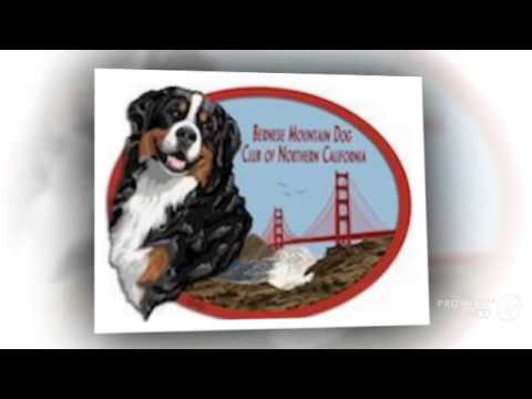 Berner Chow Dog breed - YouTube